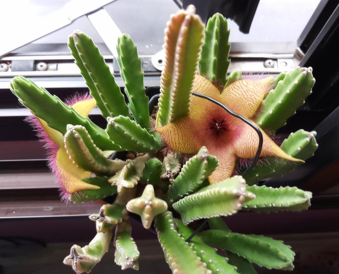 Succulents Stapelia Unicornis ( Exotic Starfish Shape 10cm diameter ...