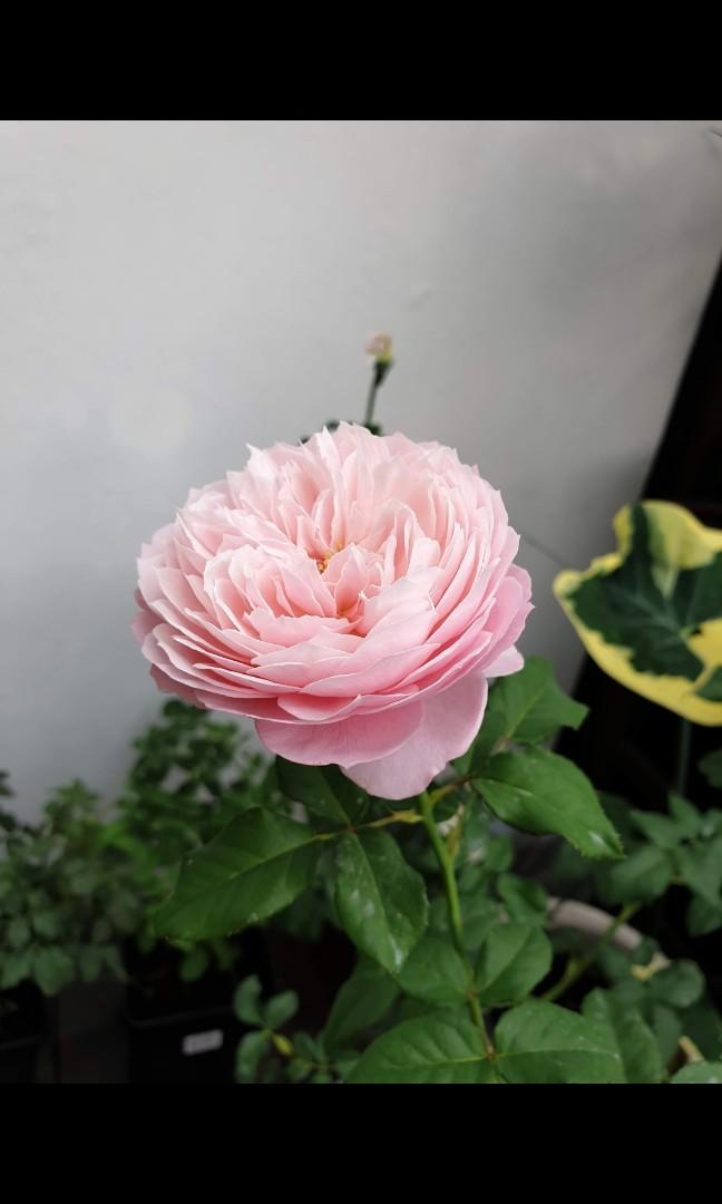 Japanese Rose Plume, Furniture & Home Living, Home Decor, Artificial ...