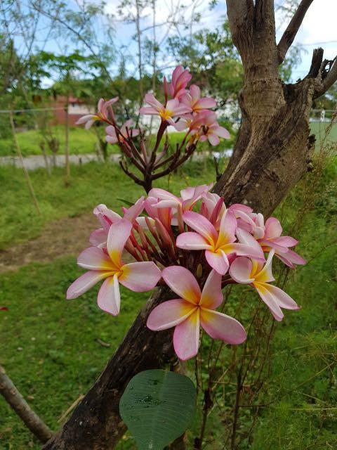 Kalachuchi tree plants for sale, Furniture & Home Living, Gardening ...