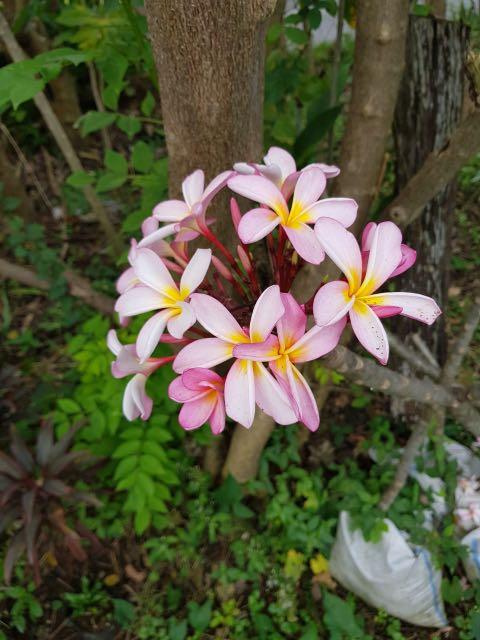 Kalachuchi tree plants for sale, Furniture & Home Living, Gardening ...