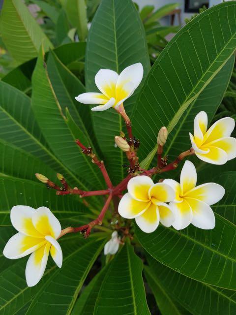 Kalachuchi tree plants for sale, Furniture & Home Living, Gardening ...