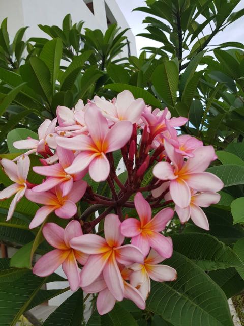 Kalachuchi tree plants for sale, Furniture & Home Living, Gardening ...