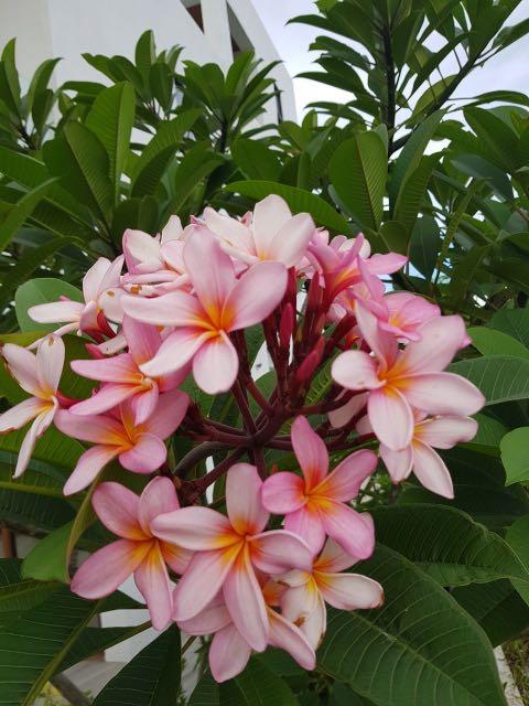 Kalachuchi tree plants for sale, Furniture & Home Living, Gardening ...