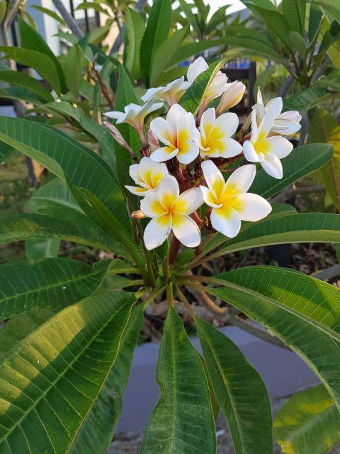 Kalachuchi tree plants for sale, Furniture & Home Living, Gardening ...