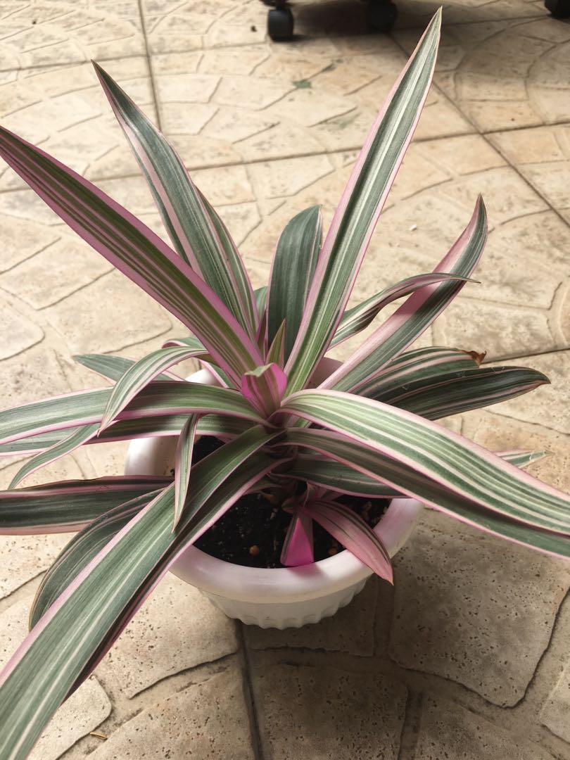 Tri color plant / Rhoeo, Furniture & Home Living, Gardening, Plants ...
