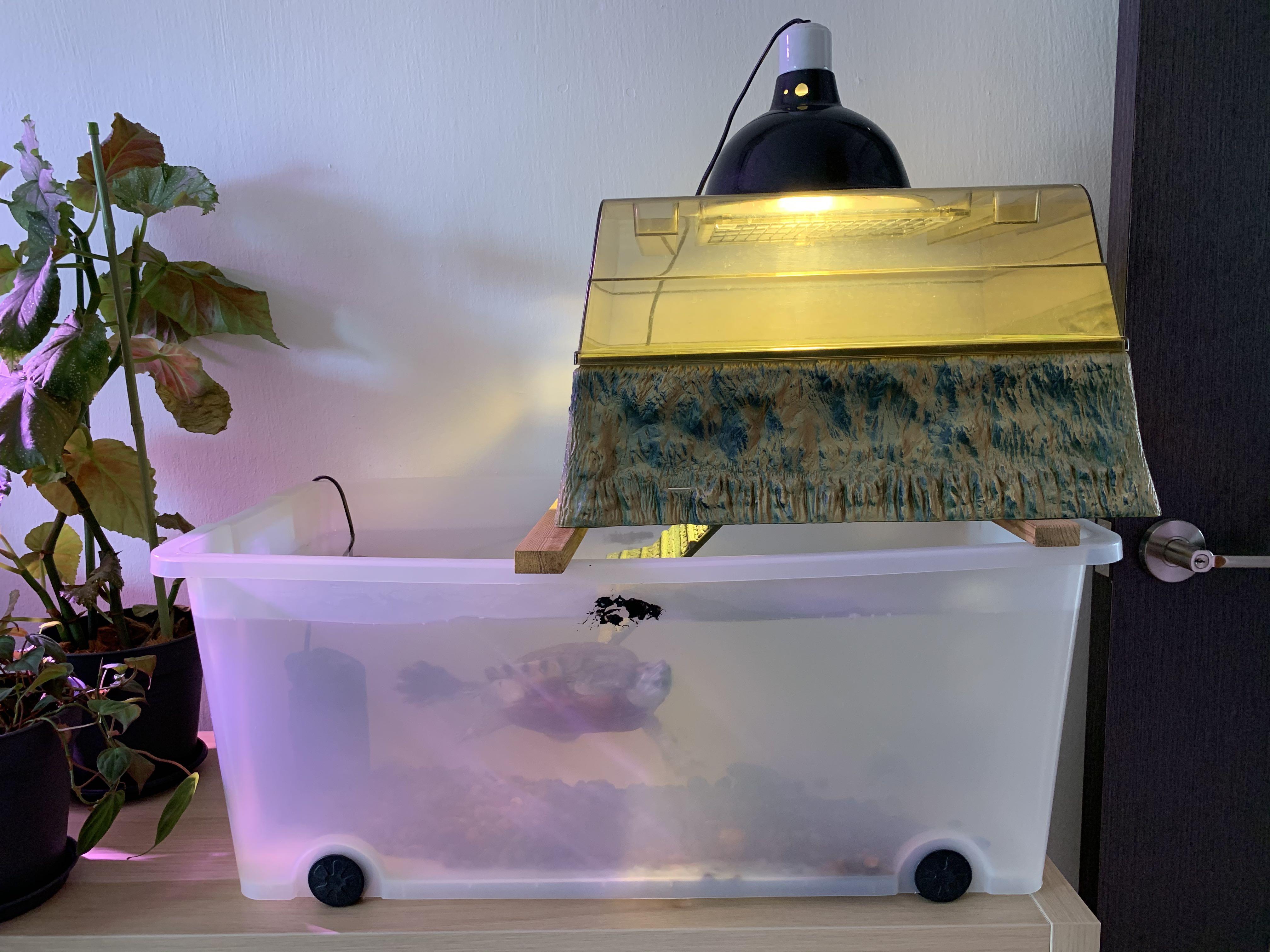Terrapin setup, Pet Supplies, Homes & Other Pet Accessories on Carousell