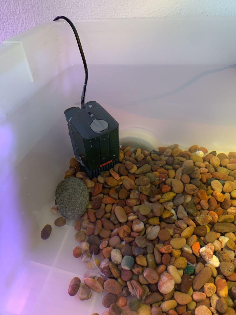 Terrapin setup, Pet Supplies, Homes & Other Pet Accessories on Carousell