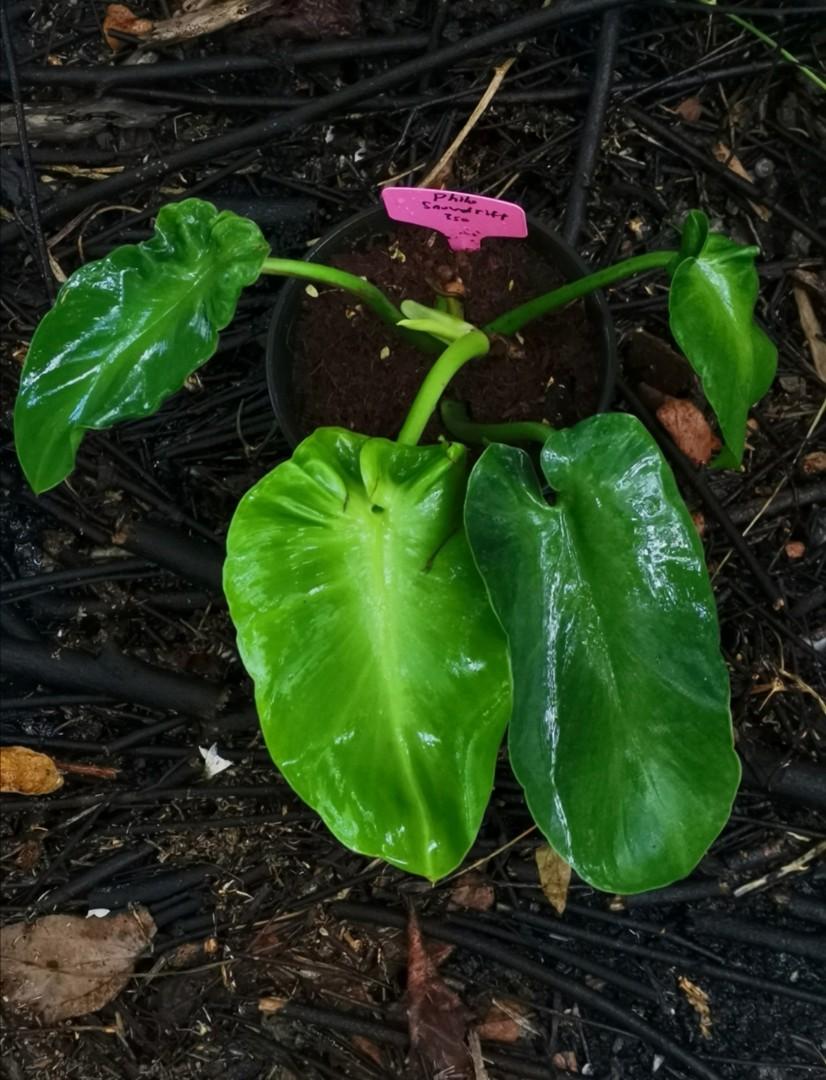 Philodendron Rugosum Sow's Ear, Furniture & Home Living, Gardening ...