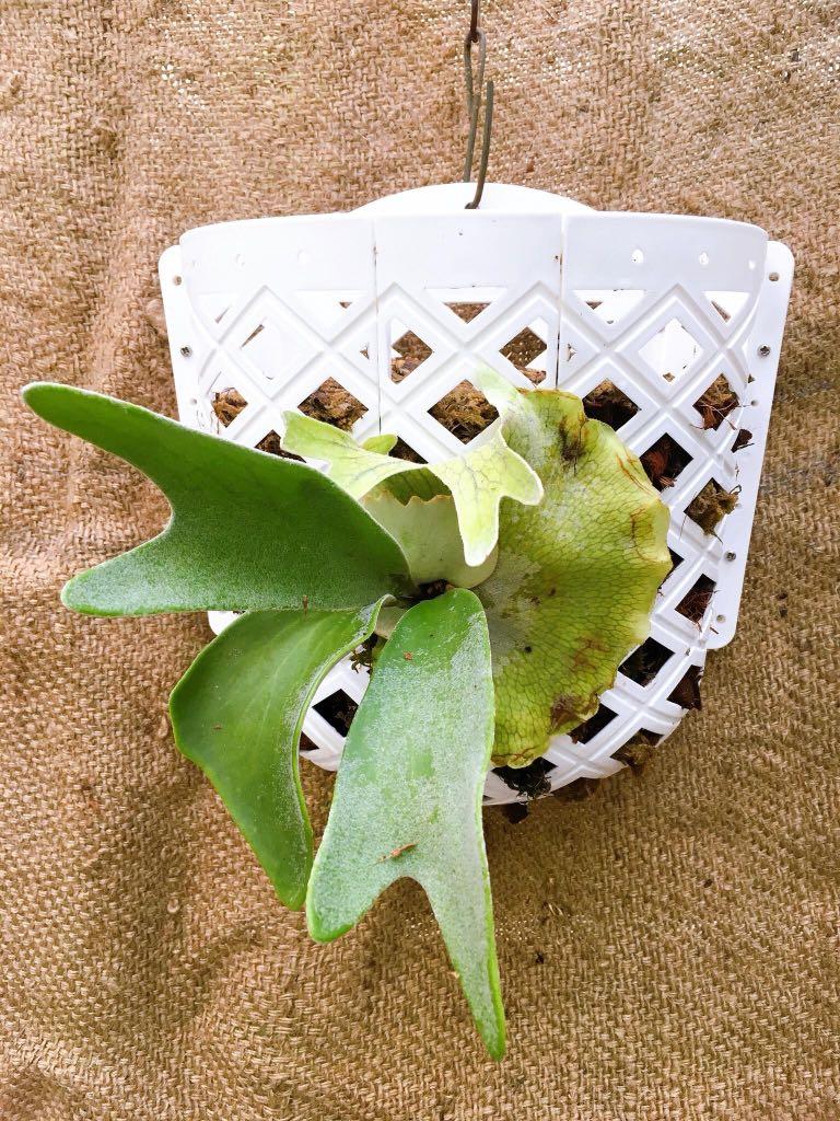 Plastic staghorn fern mounting basket, Furniture & Home Living ...