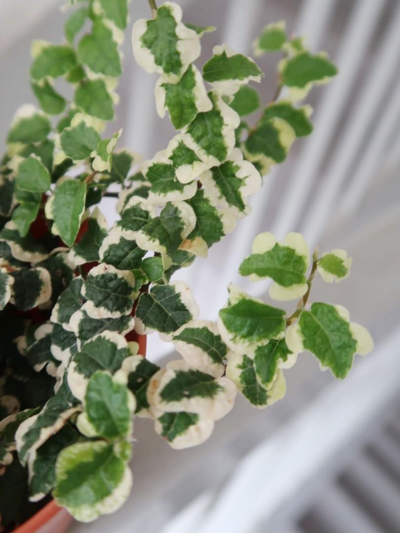 Ficus pumila Variegata / verigated Creeping Fig, Furniture & Home ...