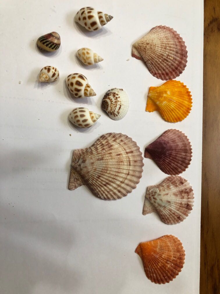 Variety of coloured real seashells (natural), Furniture & Home Living ...