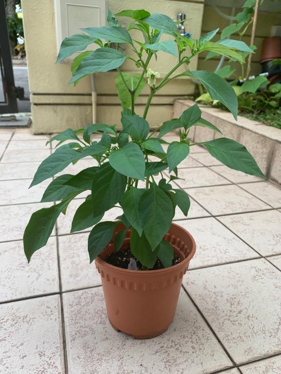 Mini Chocolate Bell Pepper (Pot size: 15 cm dia.), Furniture & Home ...