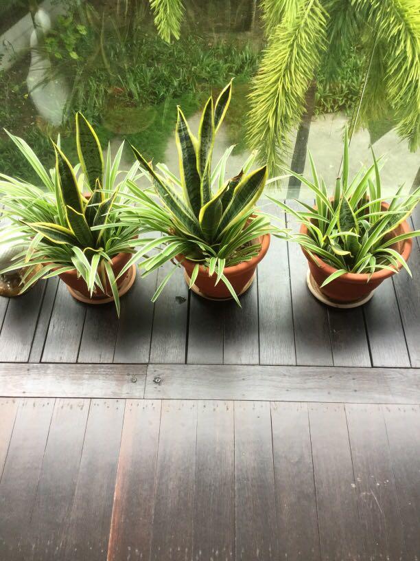 St George sword n spider Plants, Furniture & Home Living, Gardening ...