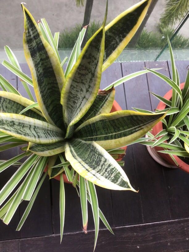 St George sword n spider Plants, Furniture & Home Living, Gardening ...