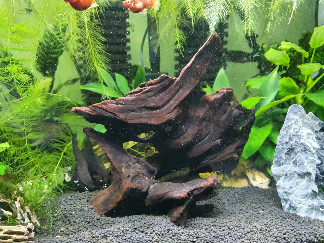Teak driftwood, Pet Supplies, For Fish, Fish Tank Accessories on Carousell