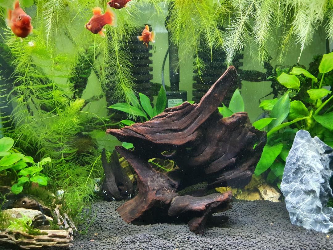 Teak driftwood, Pet Supplies, For Fish, Fish Tank Accessories on Carousell