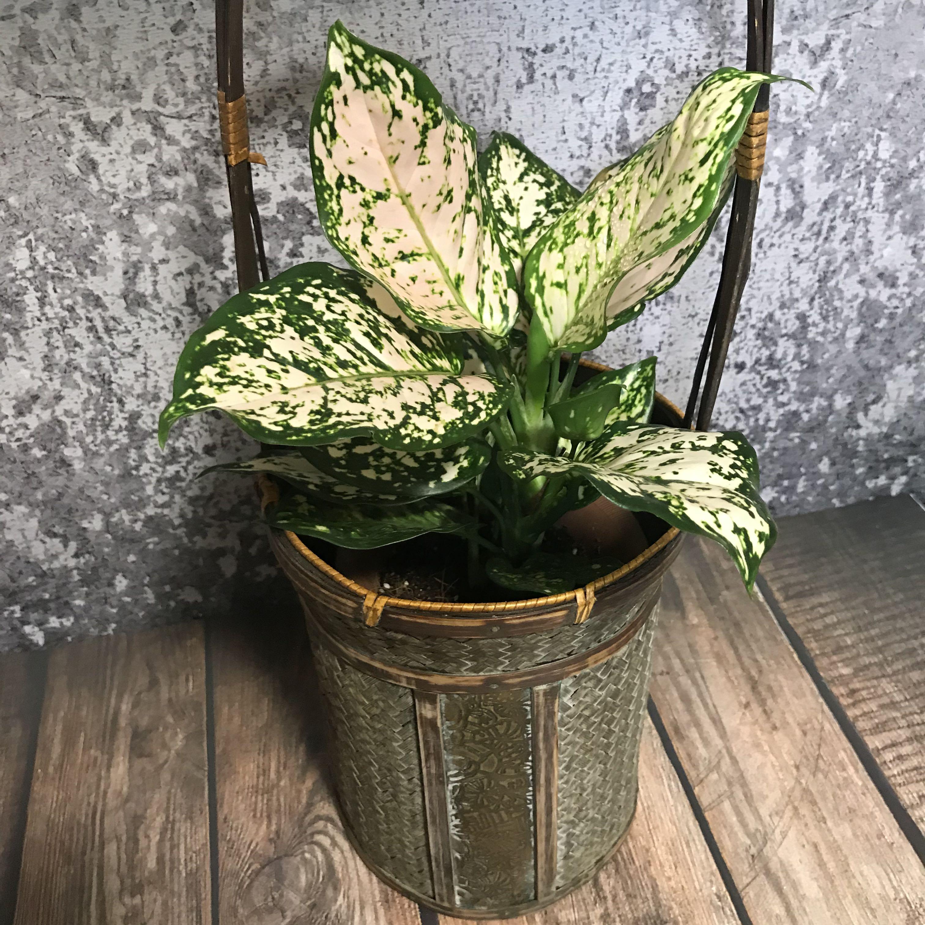 Aglaonema Crispum 'Deborah [Chinese Evergreen] in antique basket ...