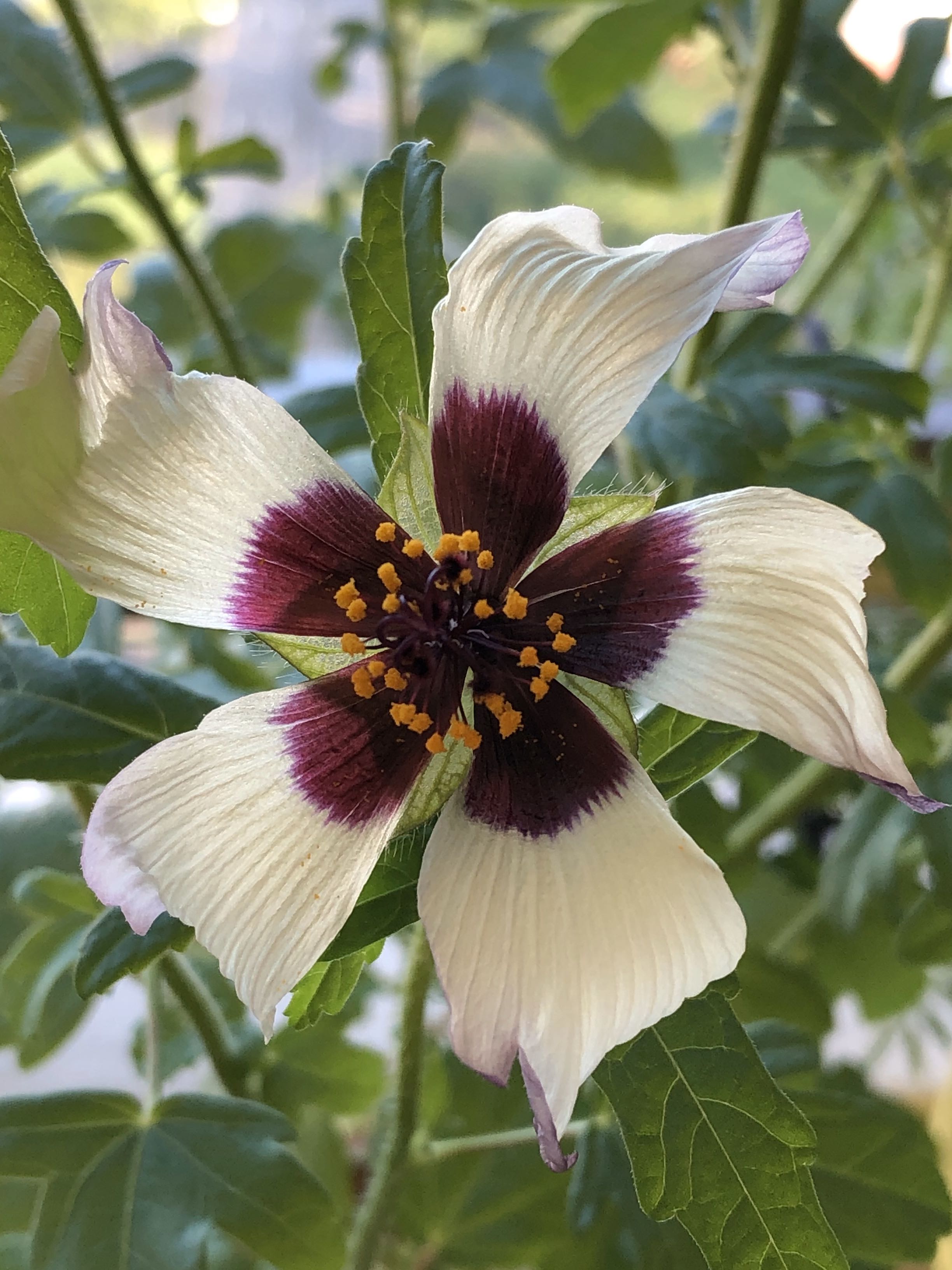 Venice Mallow Seeds| Hibiscus trionum, Gardening, Plants on Carousell