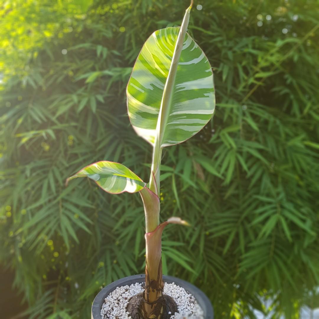 Musa Aeae Variegated Banana, Furniture & Home Living, Gardening, Plants ...