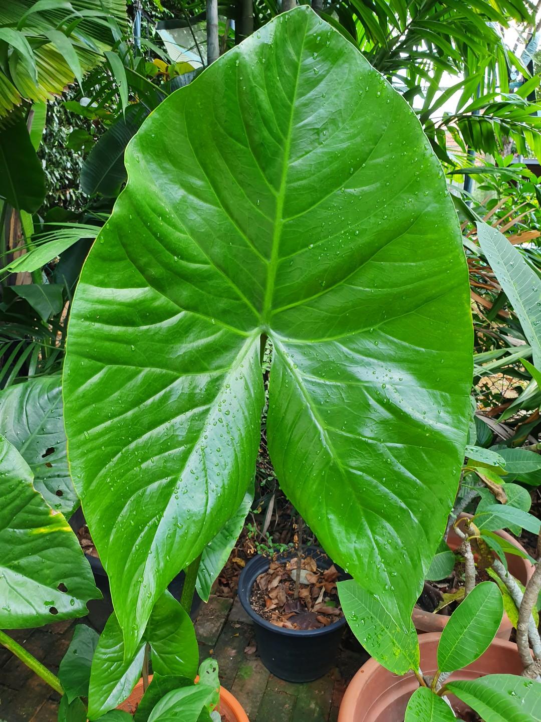 Cyrtosperma merkusii (swamp taro), Furniture & Home Living, Gardening ...