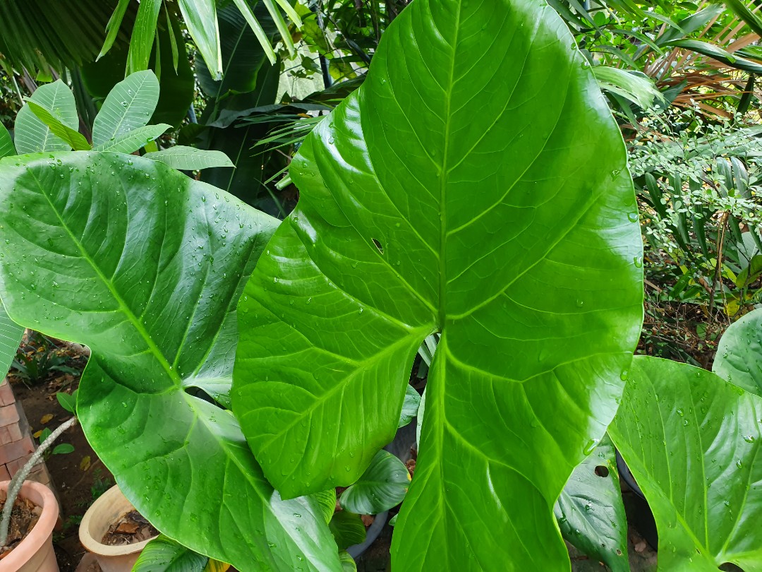 Cyrtosperma merkusii (swamp taro), Furniture & Home Living, Gardening ...