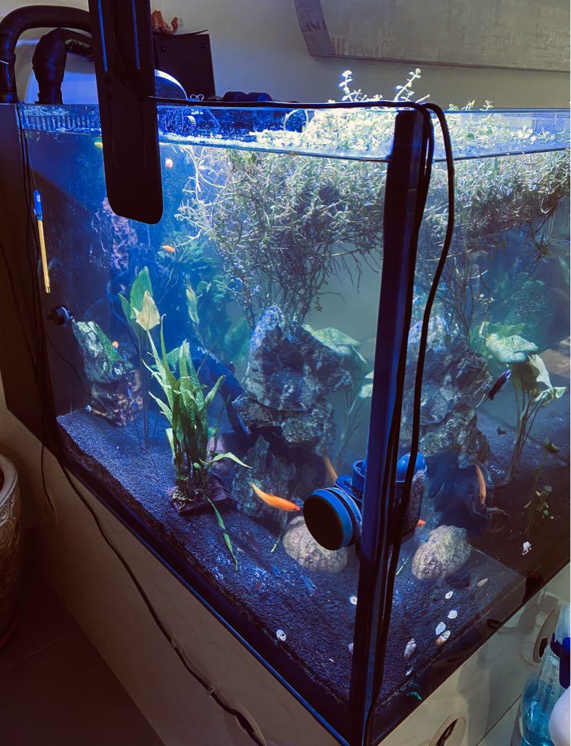 Fish tank, Pet Supplies, Homes & Other Pet Accessories on Carousell