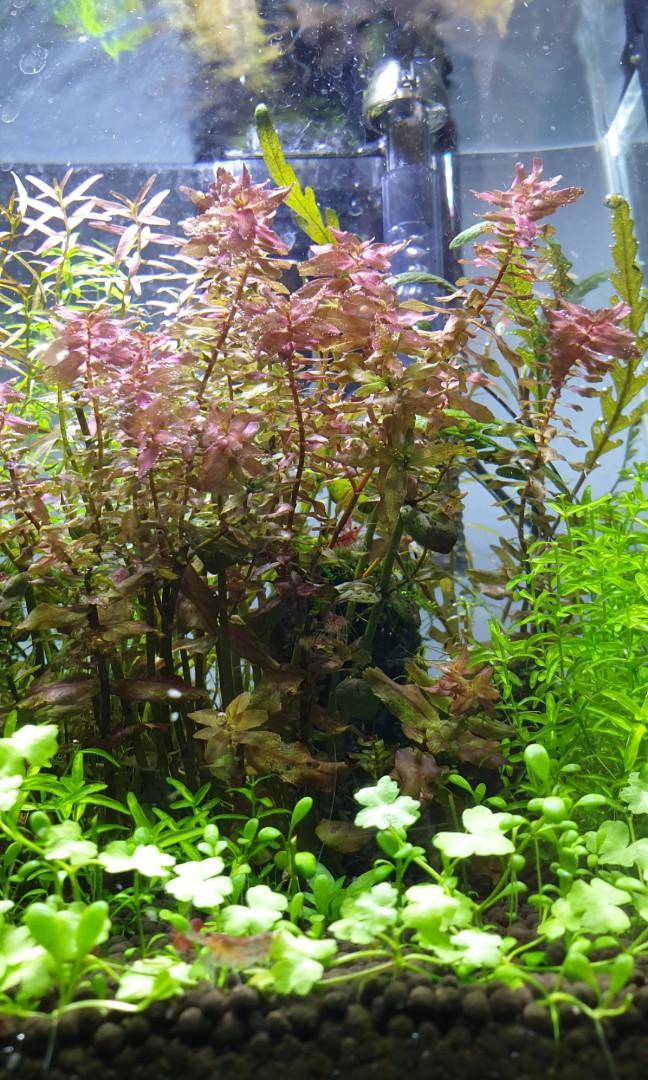 Aquascaping guidance - Java Moss on Dragon Rocks, Furniture & Home ...