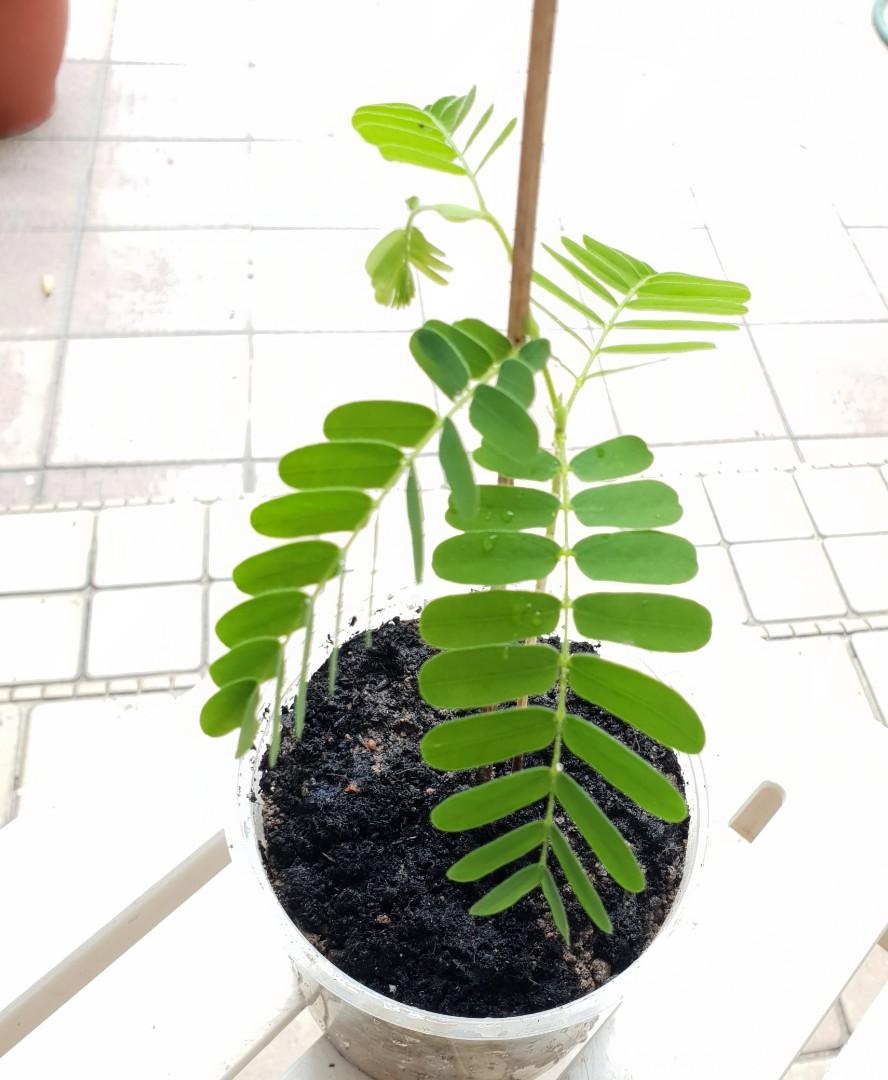 Tamarind Sapling, Asam Tree, Furniture & Home Living, Gardening, Plants ...
