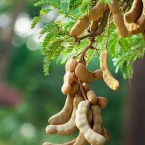 Tamarind Sapling, Asam Tree, Furniture & Home Living, Gardening, Plants ...