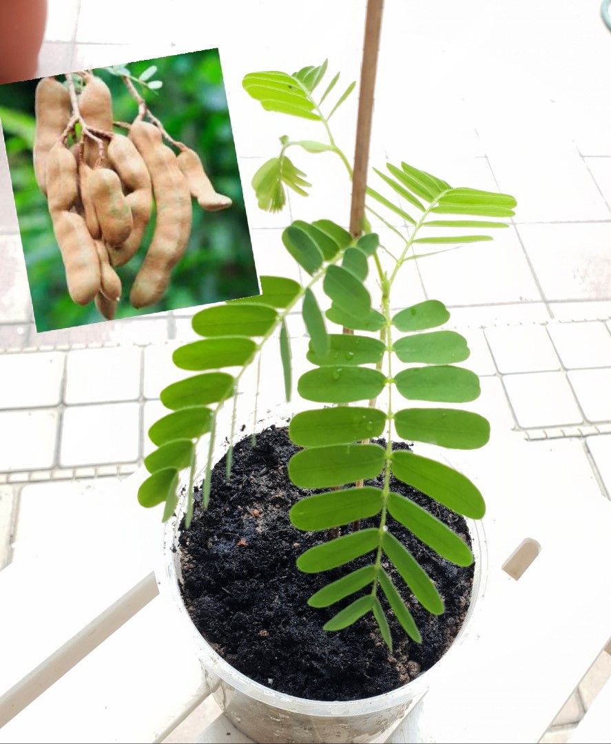 Tamarind Sapling, Asam Tree, Furniture & Home Living, Gardening, Plants ...