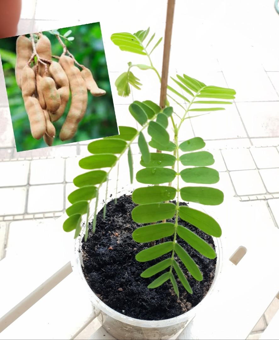 Tamarind Sapling, Asam Tree, Furniture & Home Living, Gardening, Plants ...