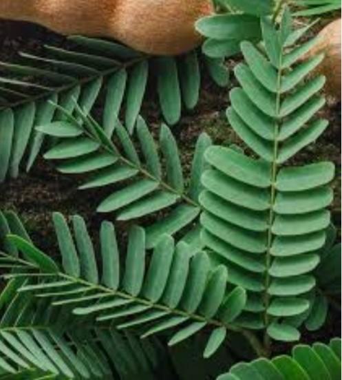 Tamarind Sapling, Asam Tree, Furniture & Home Living, Gardening, Plants ...