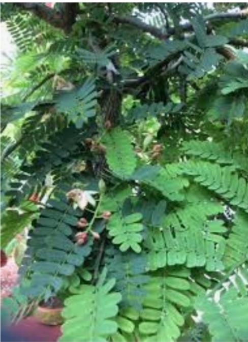 Tamarind Sapling, Asam Tree, Furniture & Home Living, Gardening, Plants ...