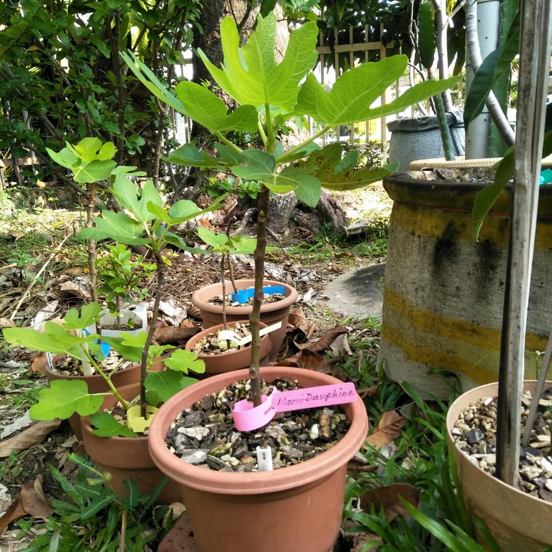 Fig plants Masui Dauphine marcotted potted popular big fruits ...