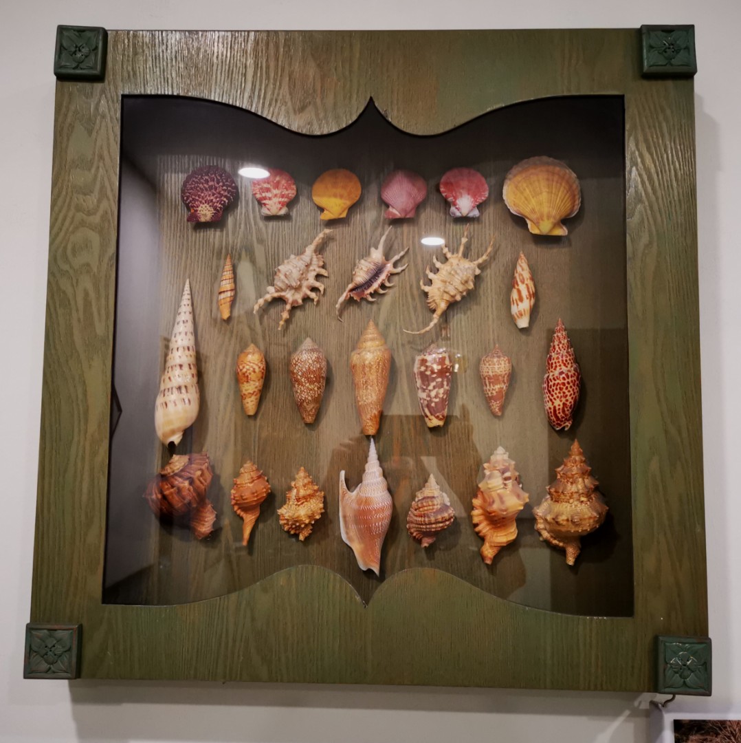 Real Sea shells mounted on display cabinet., Furniture & Home Living ...