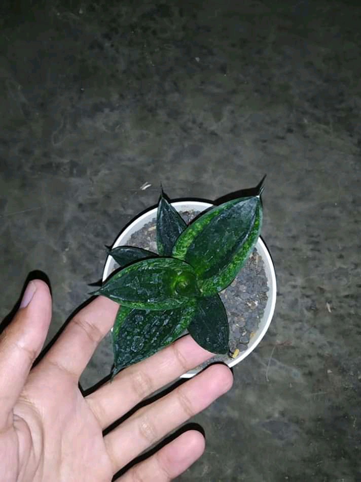 Sansevieria Hahnii Jade "Loops Pride" SD 21, Furniture & Home Living, Gardening, Plants & Seeds ...