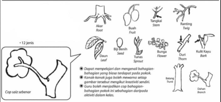 C- Cop Bahagian-Bahagian Pokok, Hobbies & Toys, Stationery & Craft ...