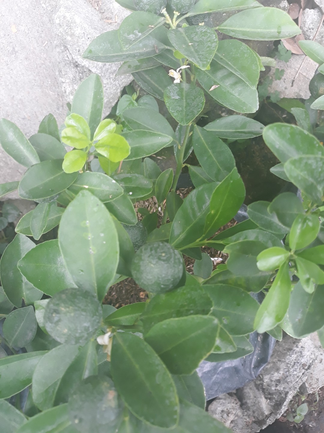 Calamansi super bunga, Furniture & Home Living, Gardening, Plants ...