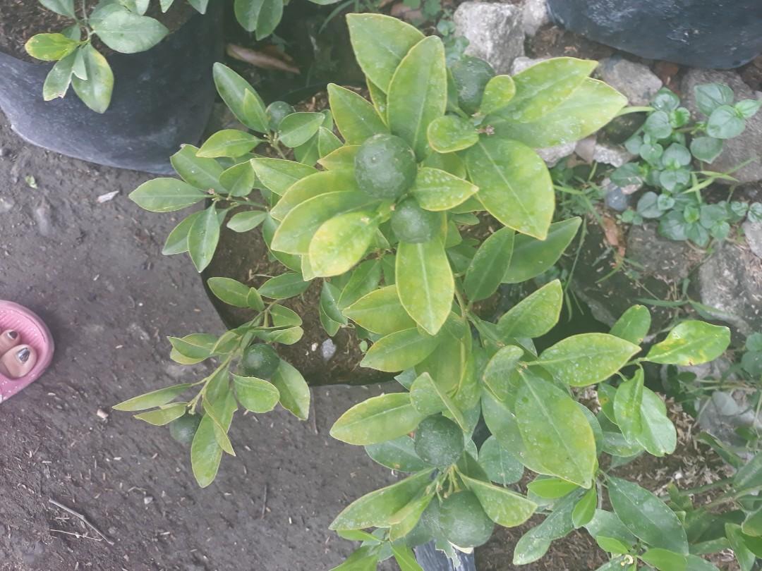 Calamansi super bunga, Furniture & Home Living, Gardening, Plants ...