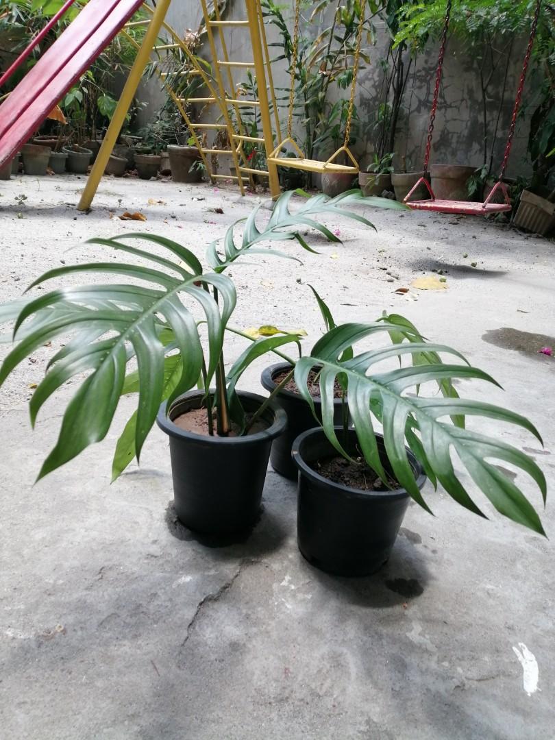 Monstera Tibatib (Epiprennum Pinnatum), Furniture & Home Living ...