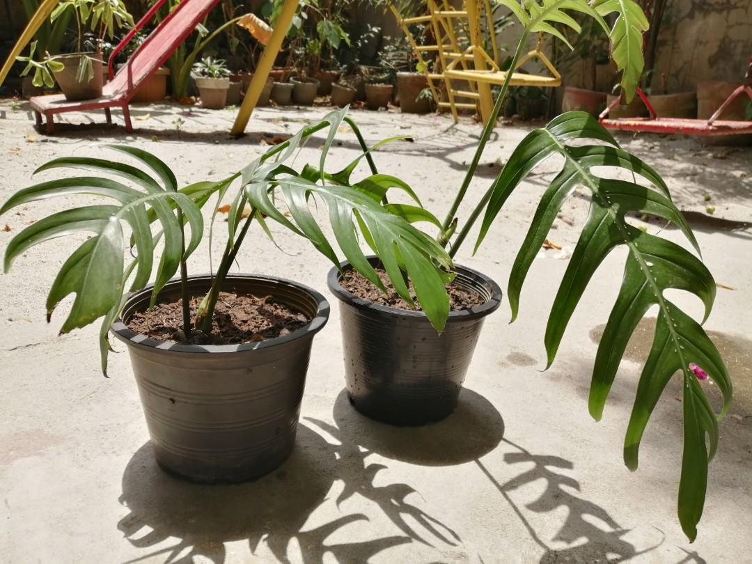 Monstera Tibatib (Epiprennum Pinnatum), Furniture & Home Living ...