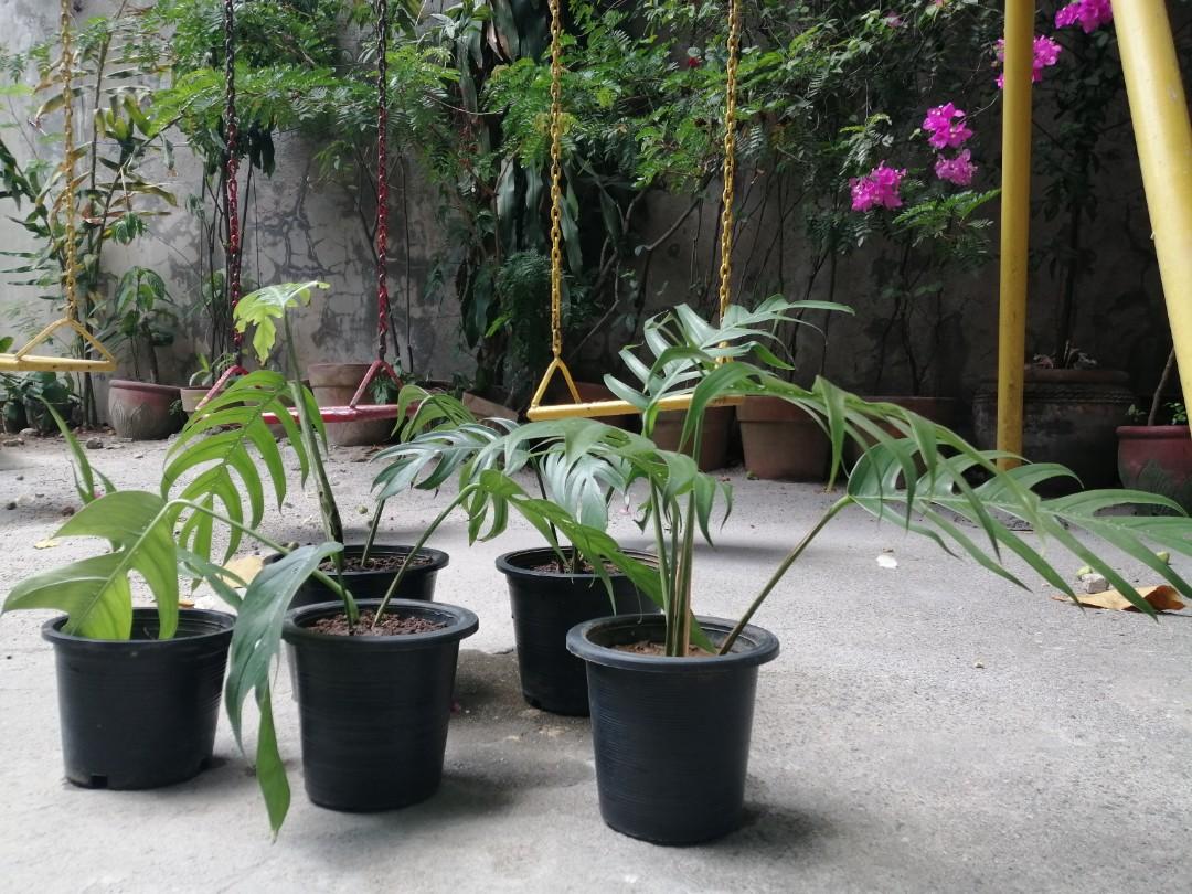 Monstera Tibatib (Epiprennum Pinnatum), Furniture & Home Living ...