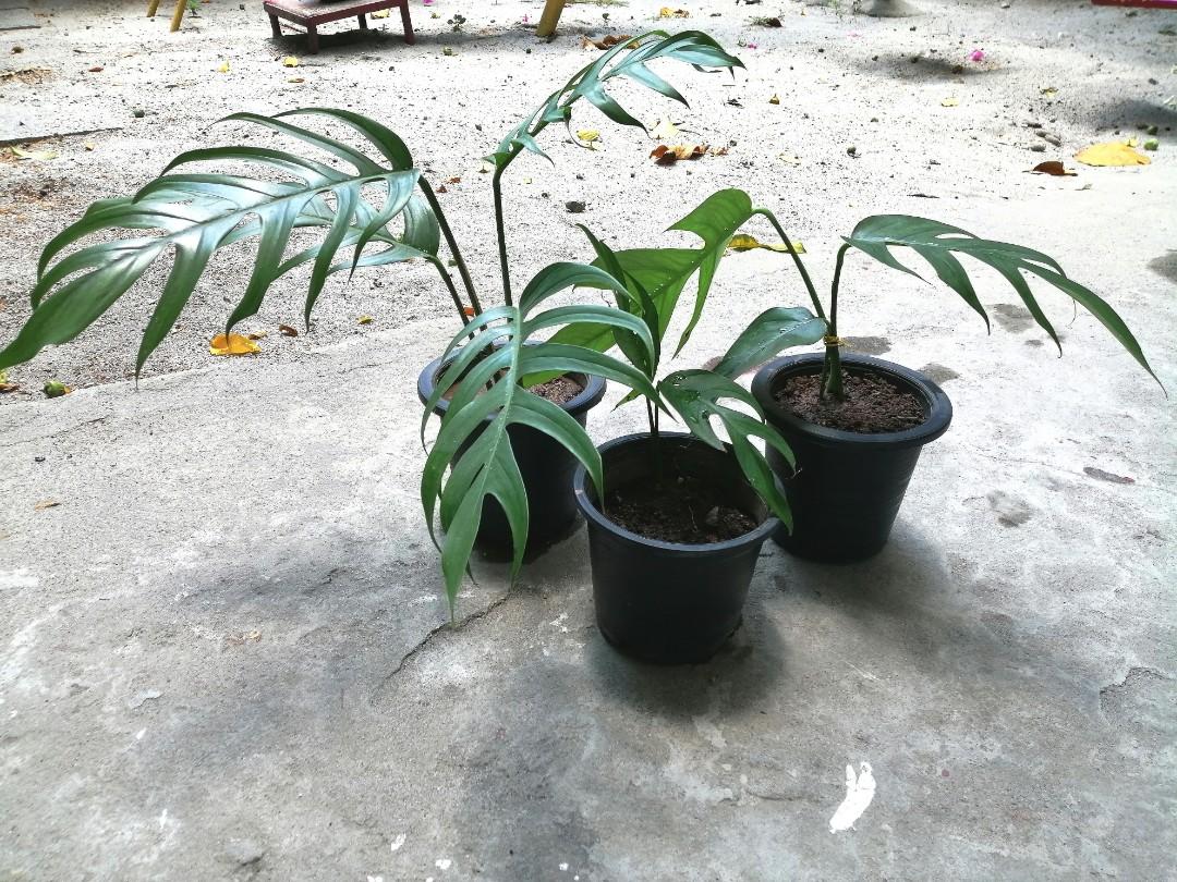 Monstera Tibatib (Epiprennum Pinnatum), Furniture & Home Living ...