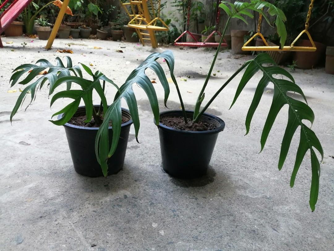 Monstera Tibatib (Epiprennum Pinnatum), Furniture & Home Living ...