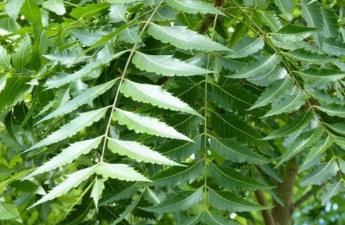 Neem For Sale | Health Food, Drinks & Tonics | Carousell Singapore