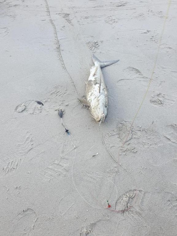 Bait Release fishing rig, Sports Equipment, Fishing on Carousell