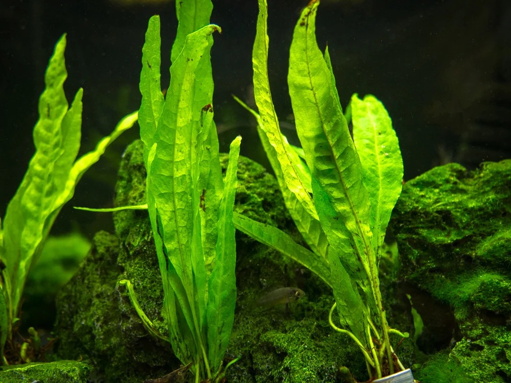 narrow leaf java fern on driftwood, Furniture & Home Living, Gardening ...