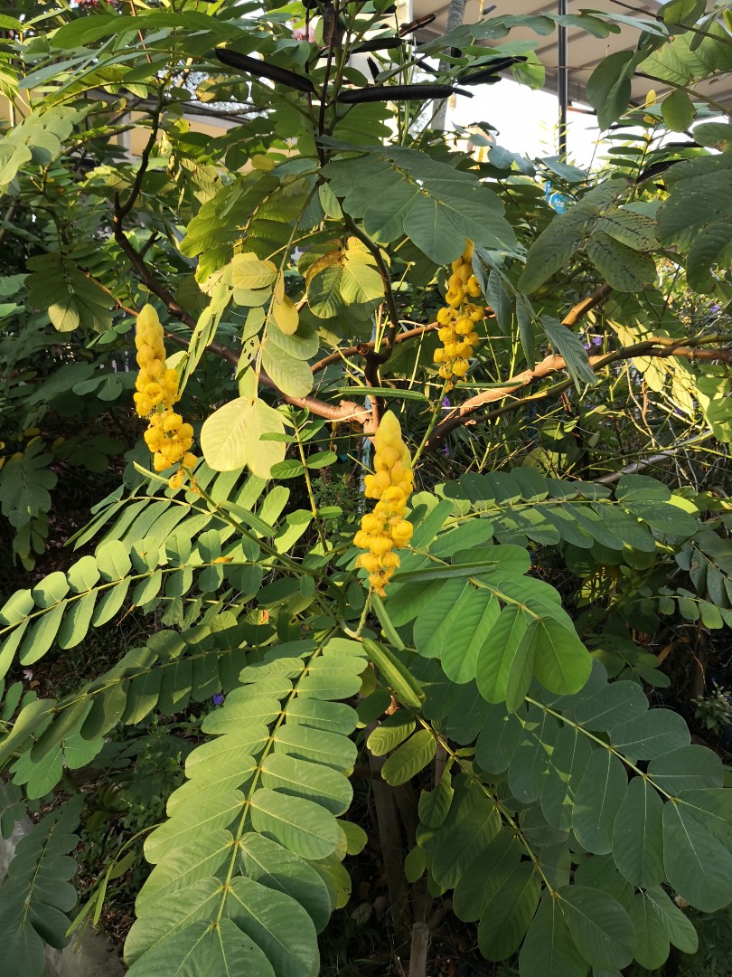 Candlestick plant (Senna alata), Furniture & Home Living, Gardening ...