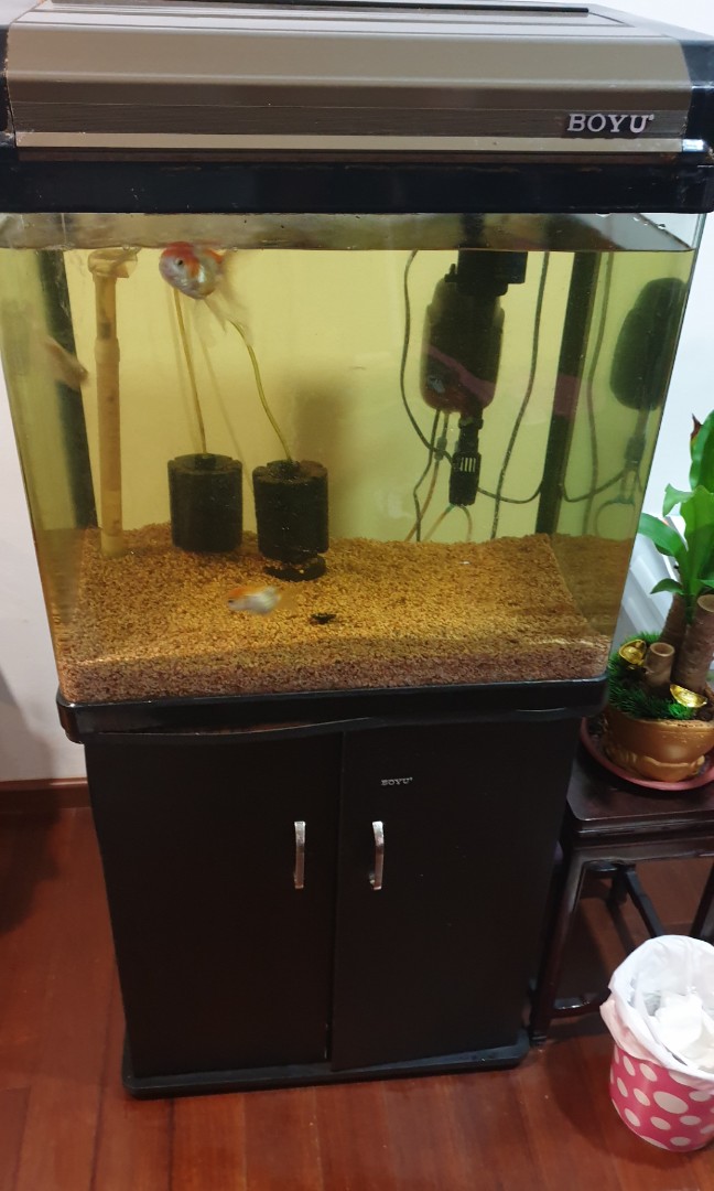 Boyu fish tank for sale, Pet Supplies, For Fish, Fish Tanks on Carousell