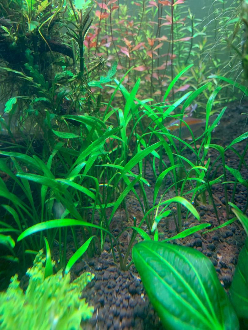 Cryptocoryne parva mini, Furniture & Home Living, Gardening, Plants ...